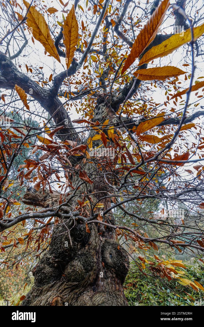 The sweet chestnut oak tree at the Hill Garden and Pergola in Hampstead ...