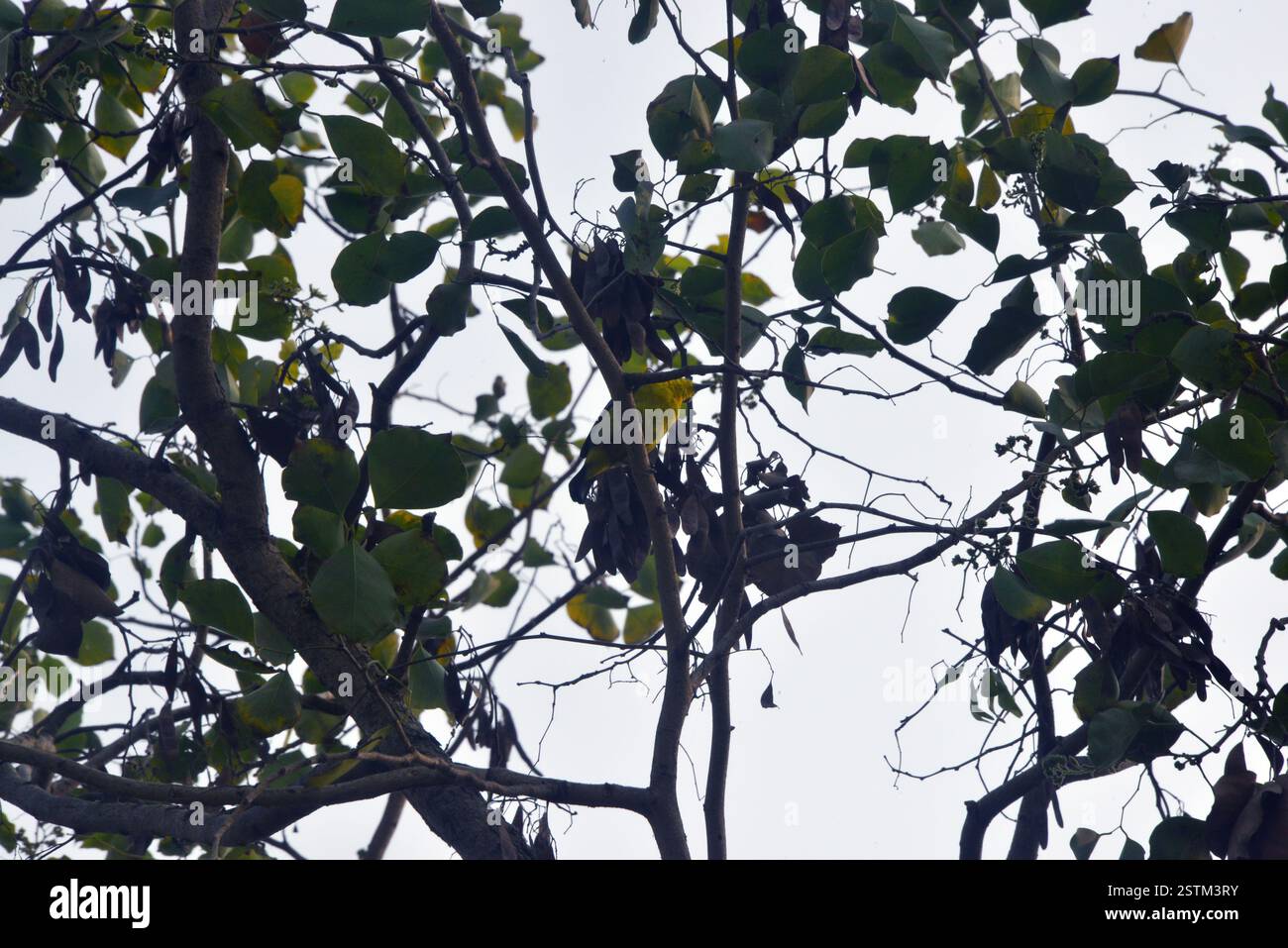 Siliguri, West Bengal, India. 19th Feb, 2025. A Common Iora bird sits ...
