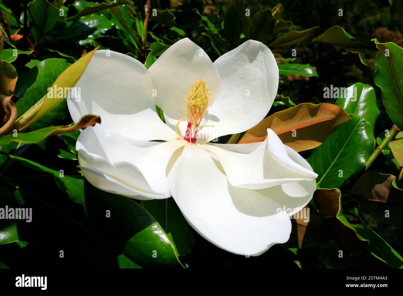 Southern magnolia grandiflora hi-res stock photography and images - Alamy