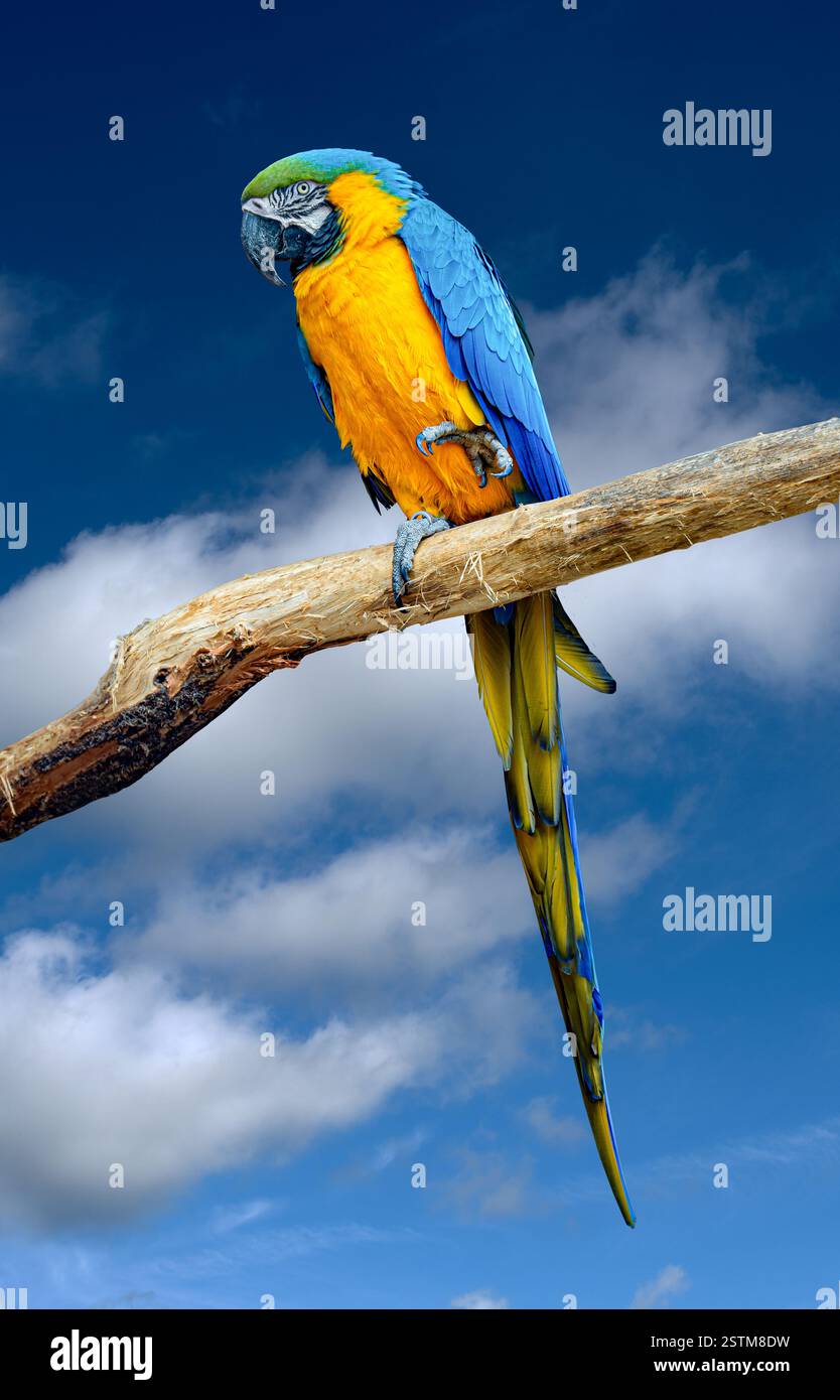 Blue and Yellow Macaw Parrot , Ara ararauna , also known as the Blue and Gold Macaw. Bali ...