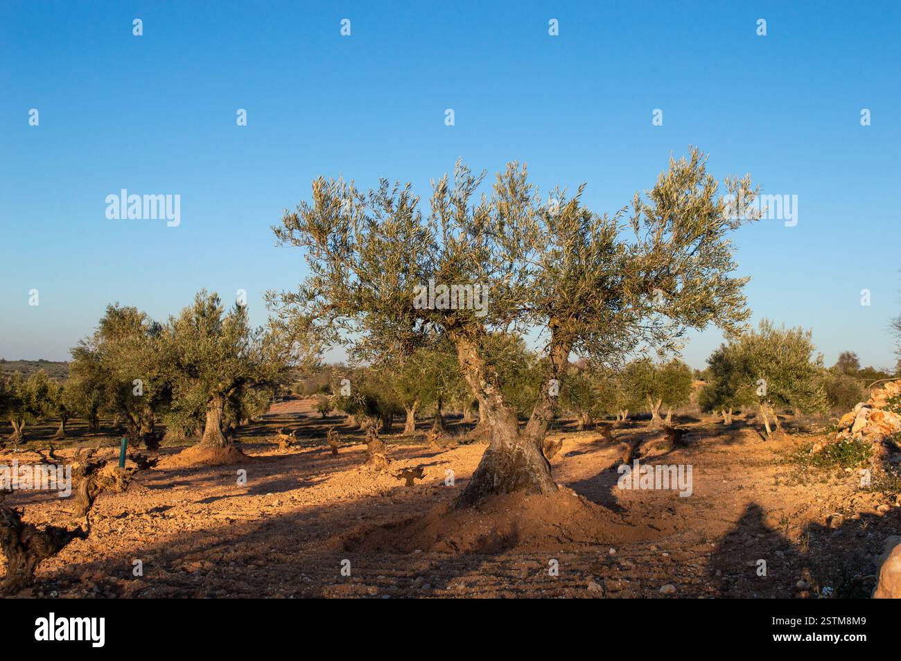 Spanish olive grove landscape with centennial olive trees at sunset ...