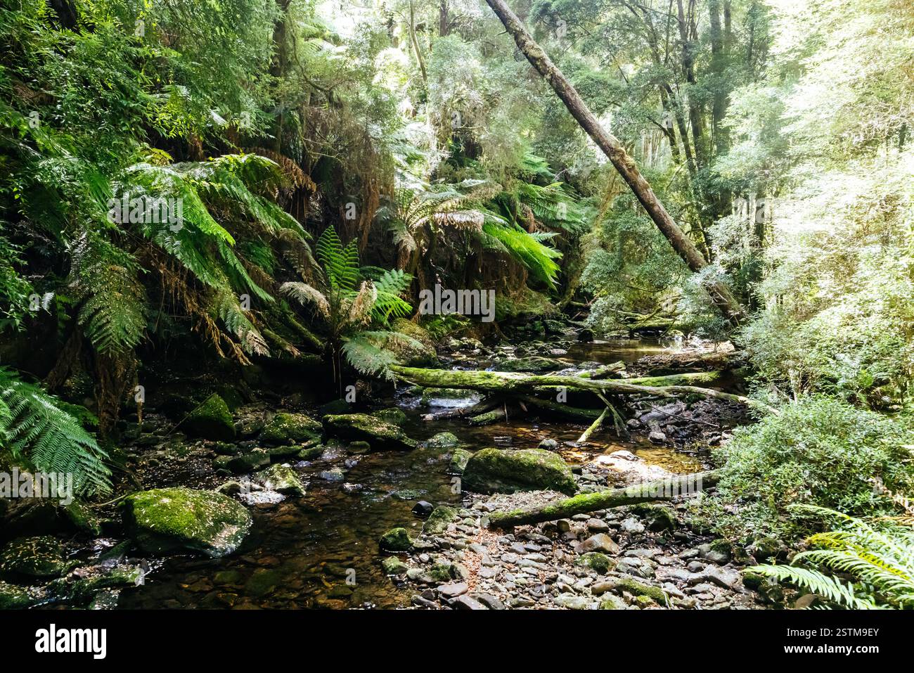 Nelson Falls in Franklin-Gordon Wild Rivers National Park Tasmania ...
