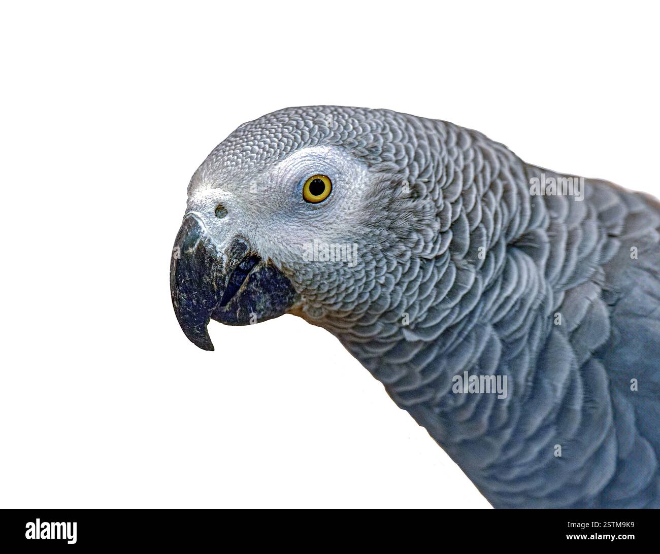 Portrait of an African grey parrot (Psittacus erithacus) isolated Stock ...