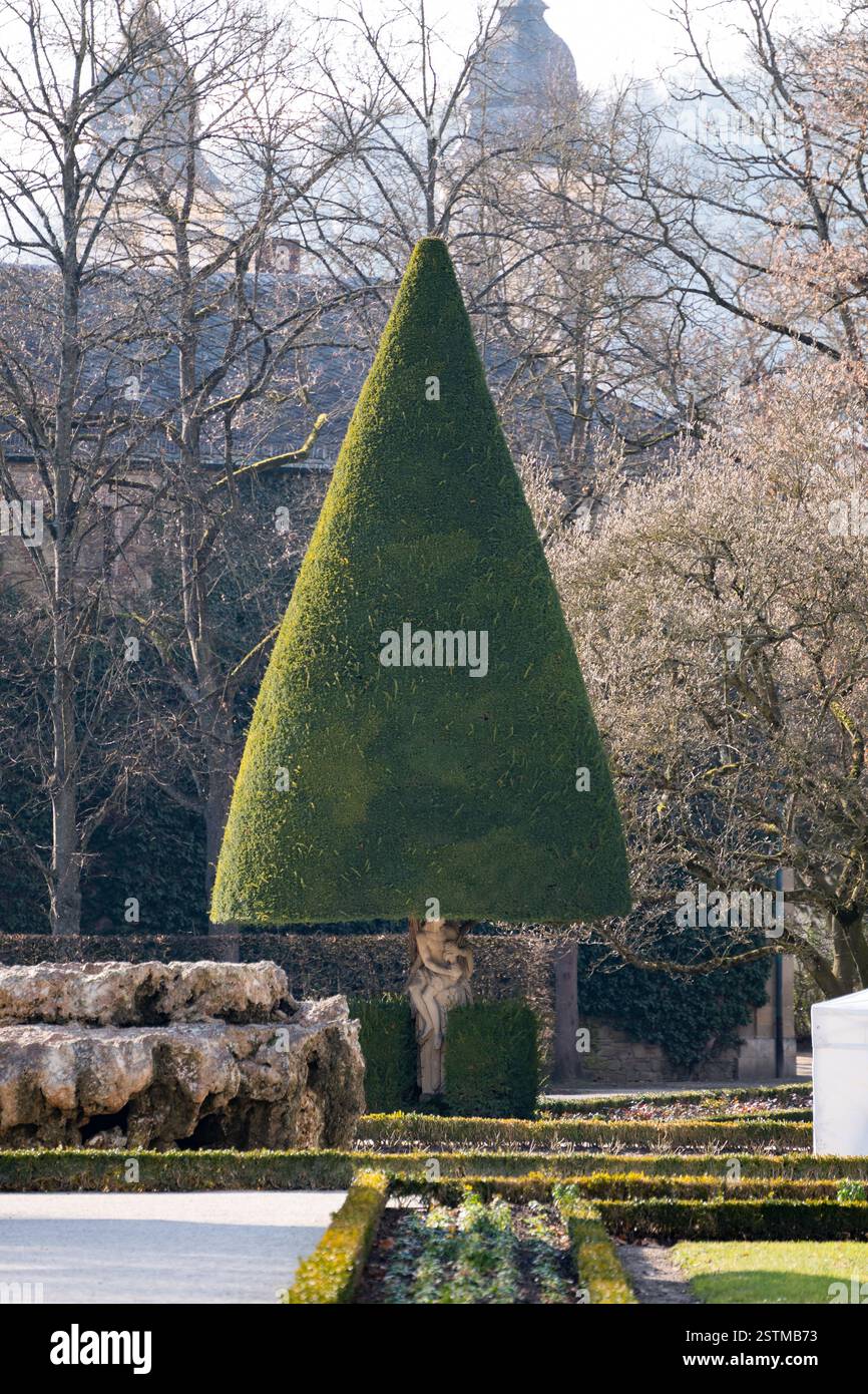 Cone-shaped tree in the park of the Würzburg Residence palace. Tapered ...