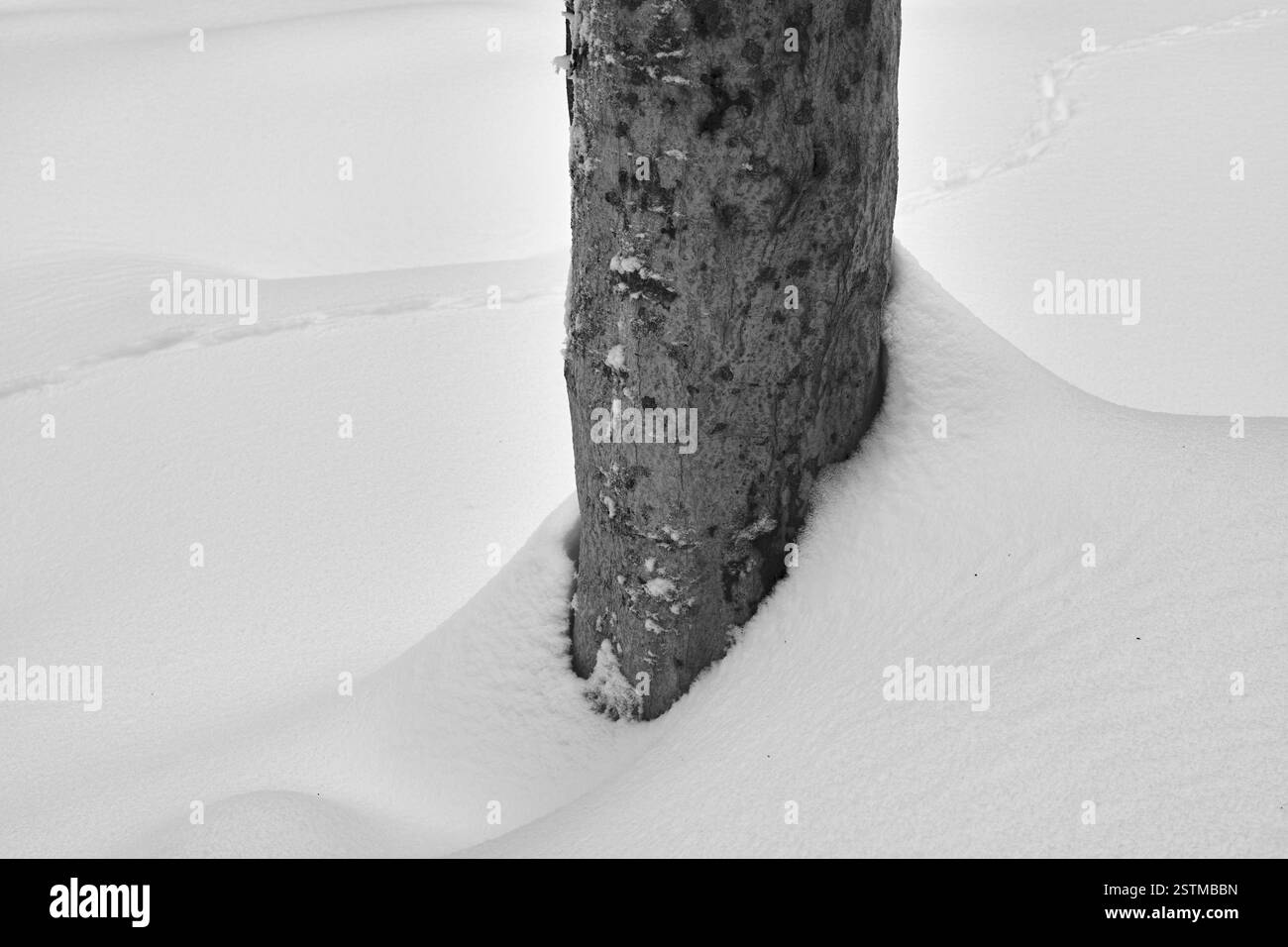 Alder tree by the Olterudelva River in January Stock Photo - Alamy