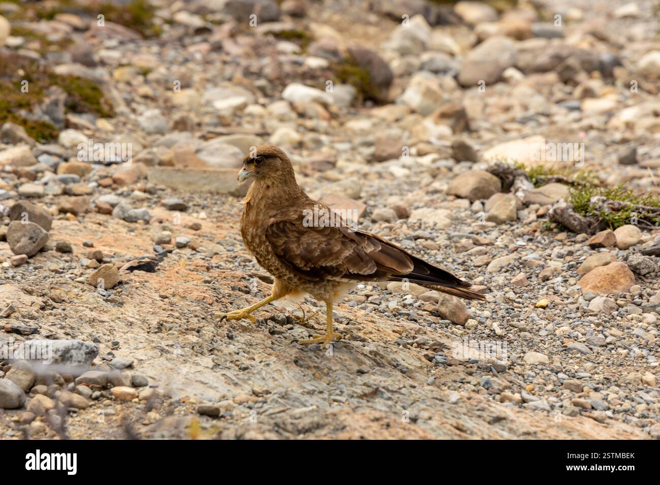 The chimango caracara also known as chimango or tiuque, Milvago ...