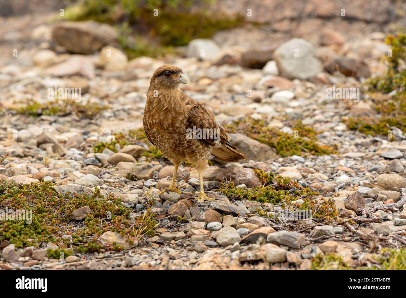 The chimango caracara also known as chimango or tiuque, Milvago ...