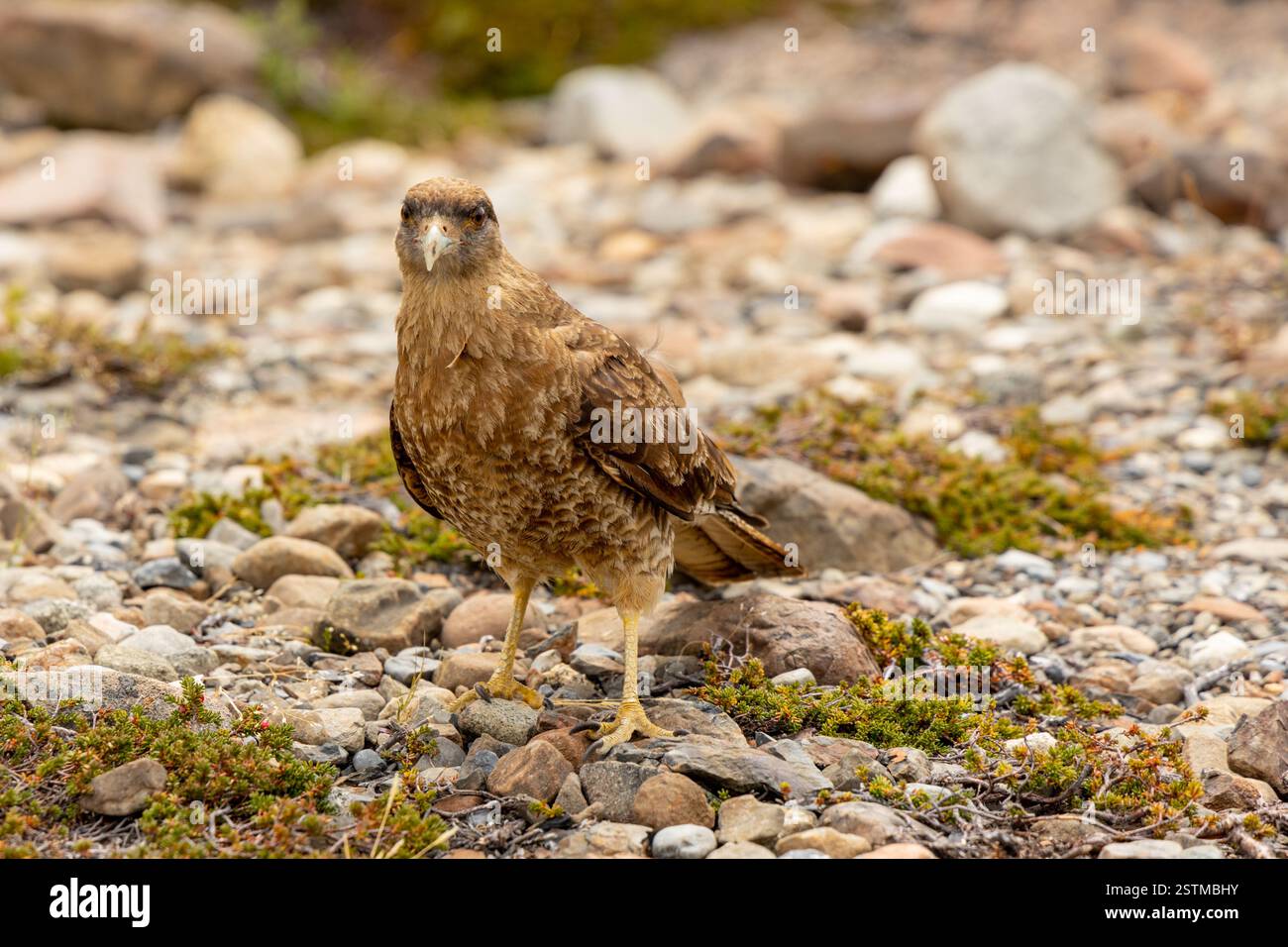 The chimango caracara also known as chimango or tiuque, Milvago ...
