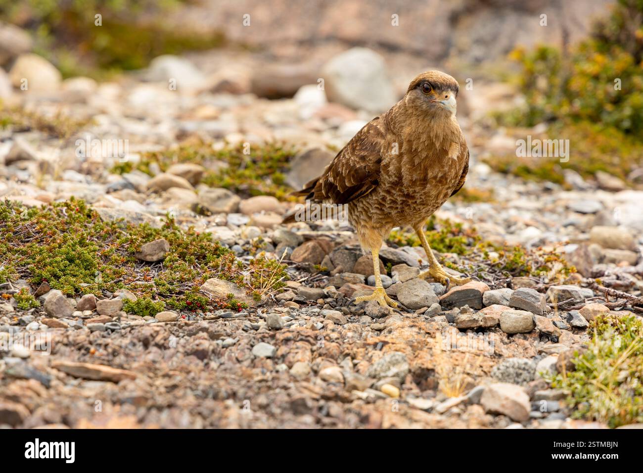 The chimango caracara also known as chimango or tiuque, Milvago ...