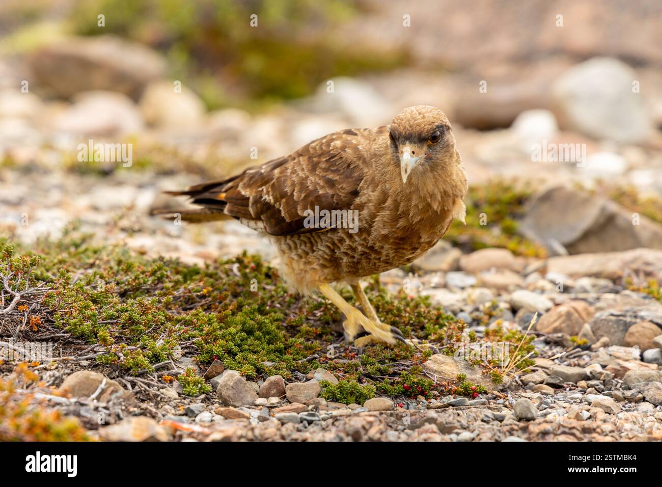 The chimango caracara also known as chimango or tiuque, Milvago ...