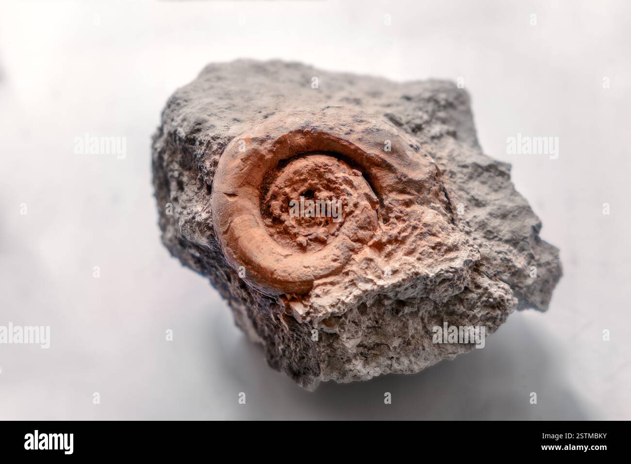 Sample of ammonite prehistoric fossil on the surface of the stone shot ...