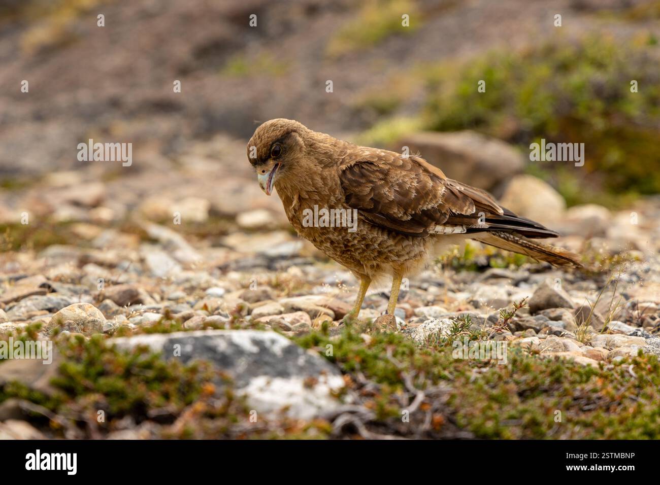 The chimango caracara also known as chimango or tiuque, Milvago ...