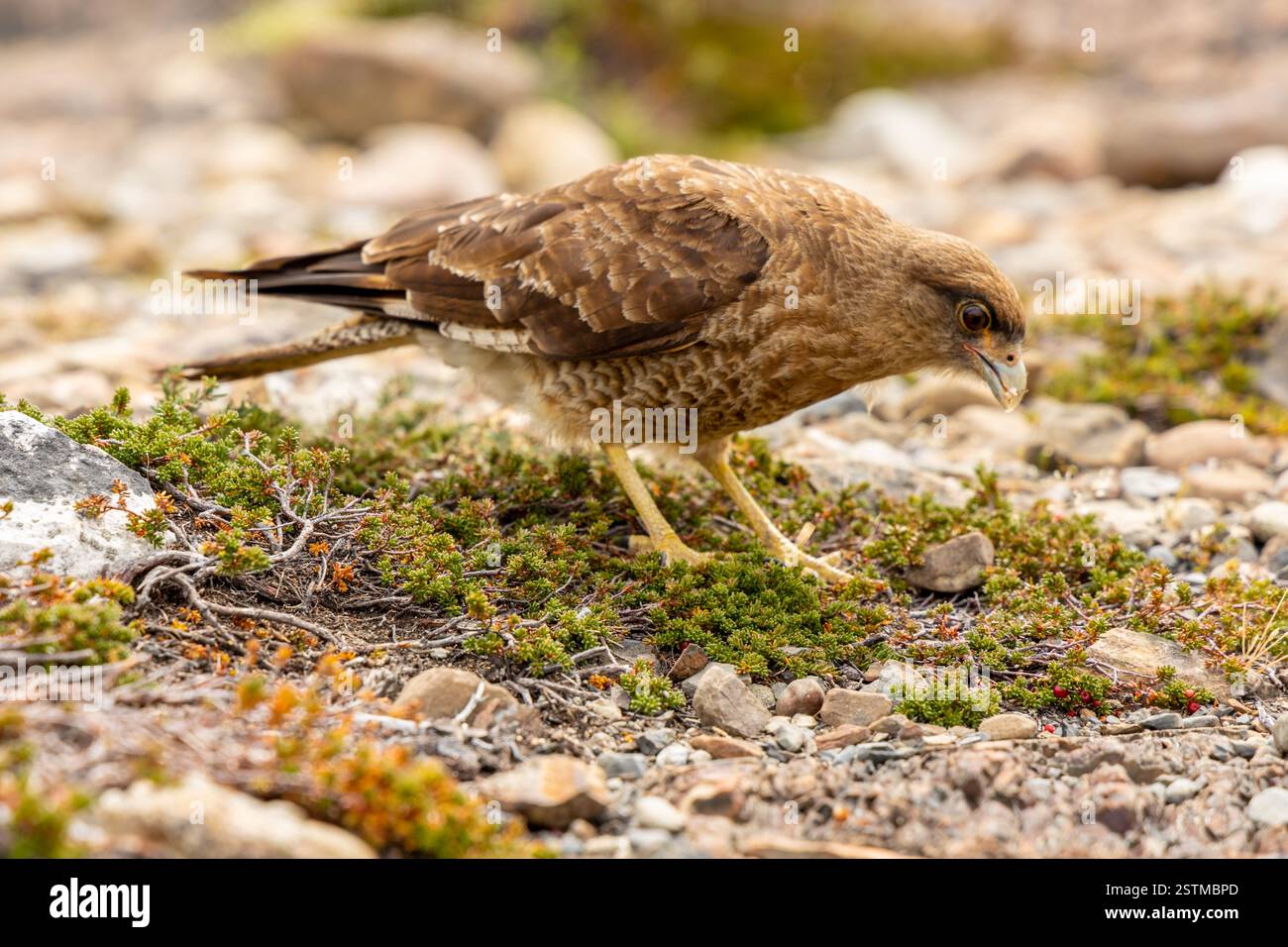 The chimango caracara also known as chimango or tiuque, Milvago ...