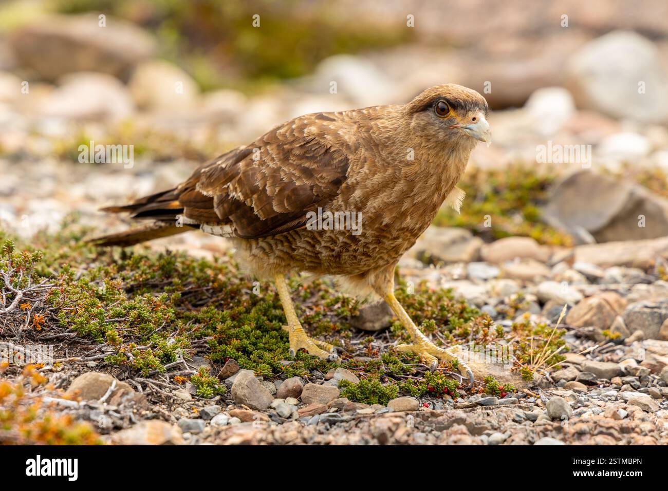 The chimango caracara also known as chimango or tiuque, Milvago ...