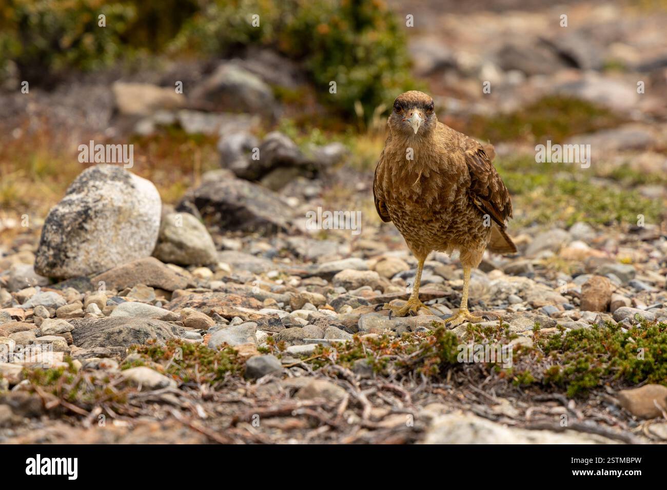 The chimango caracara also known as chimango or tiuque, Milvago ...