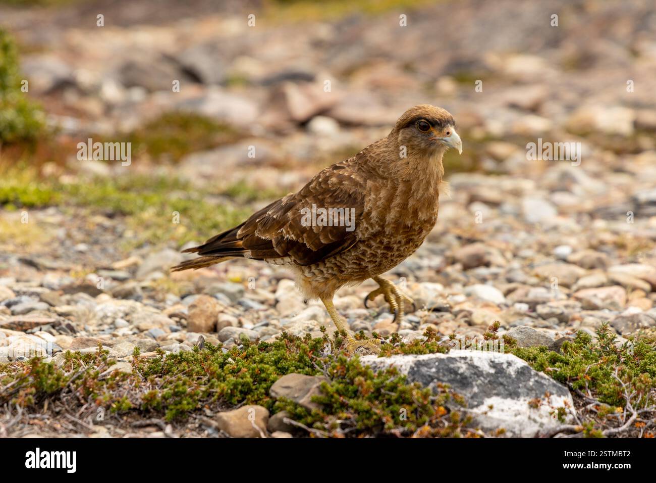 The chimango caracara also known as chimango or tiuque, Milvago ...