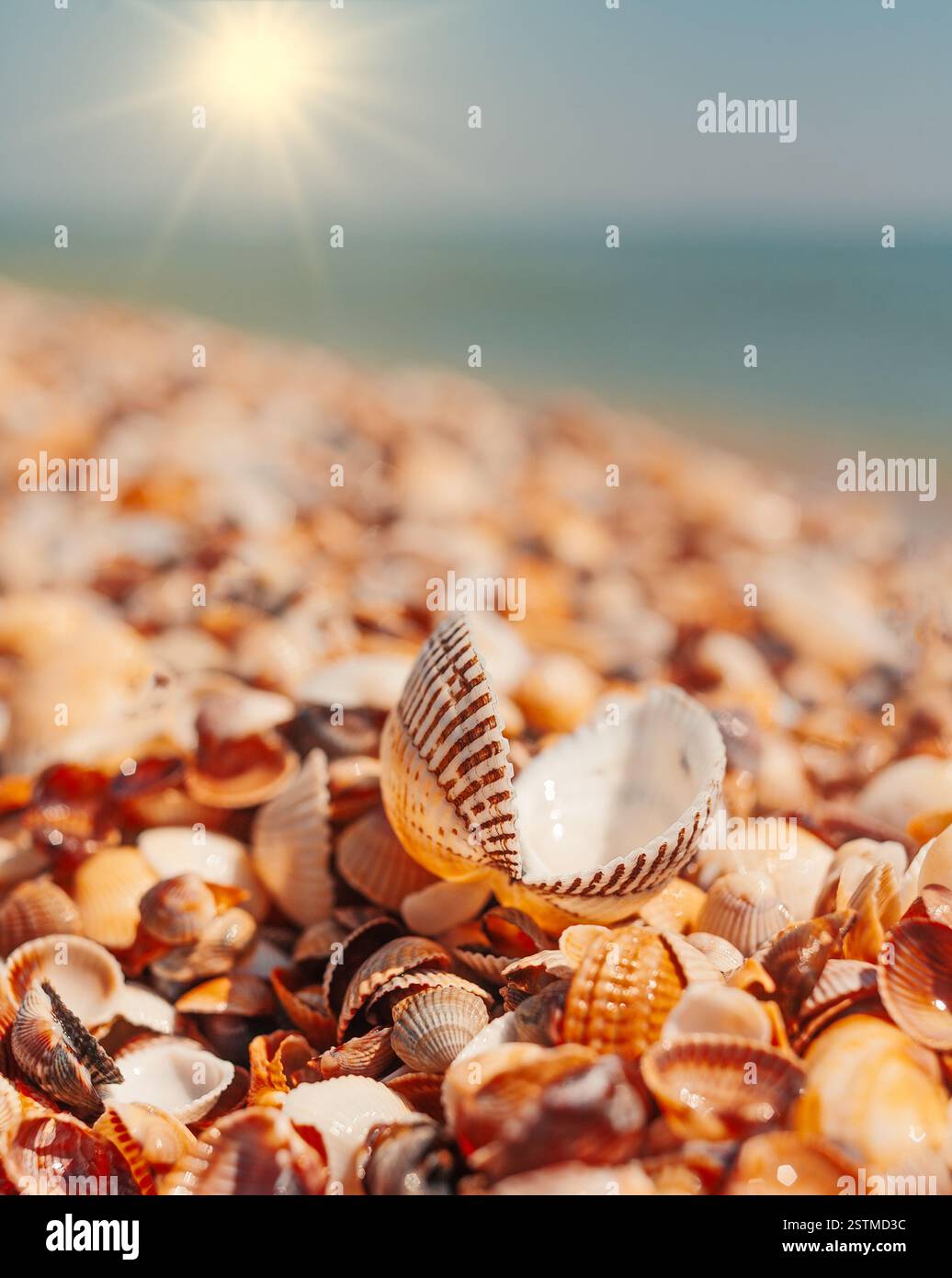 Macro shot Open seashell lying on sall shells cover in front of horizon ...
