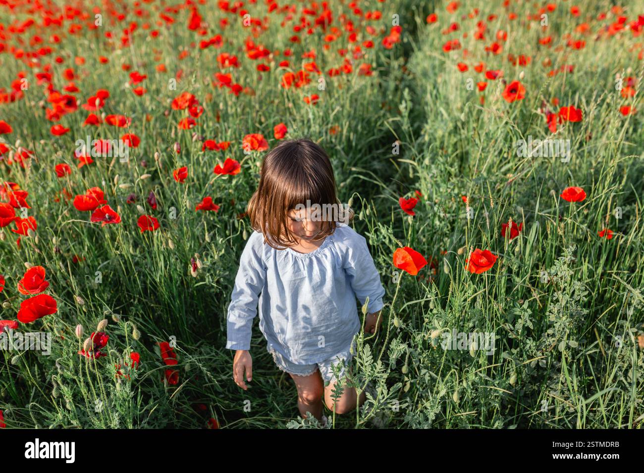 Small poppy flowers hi-res stock photography and images - Alamy
