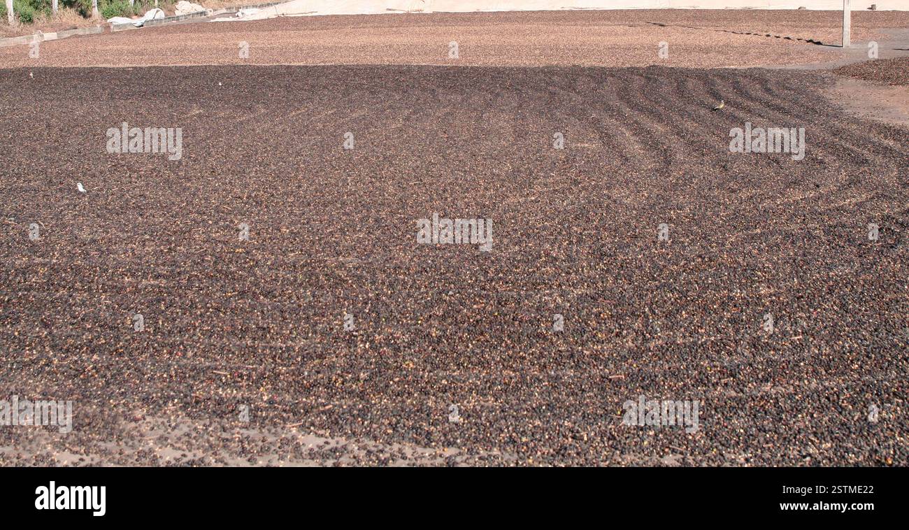 Coffee drying technique hi-res stock photography and images - Alamy