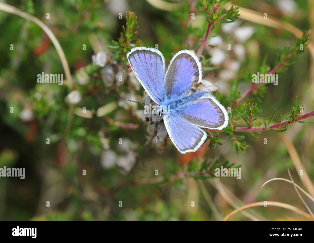 The Common Blue Butterfly (Polyommatus icarus), Suffolk, UK Stock Photo ...
