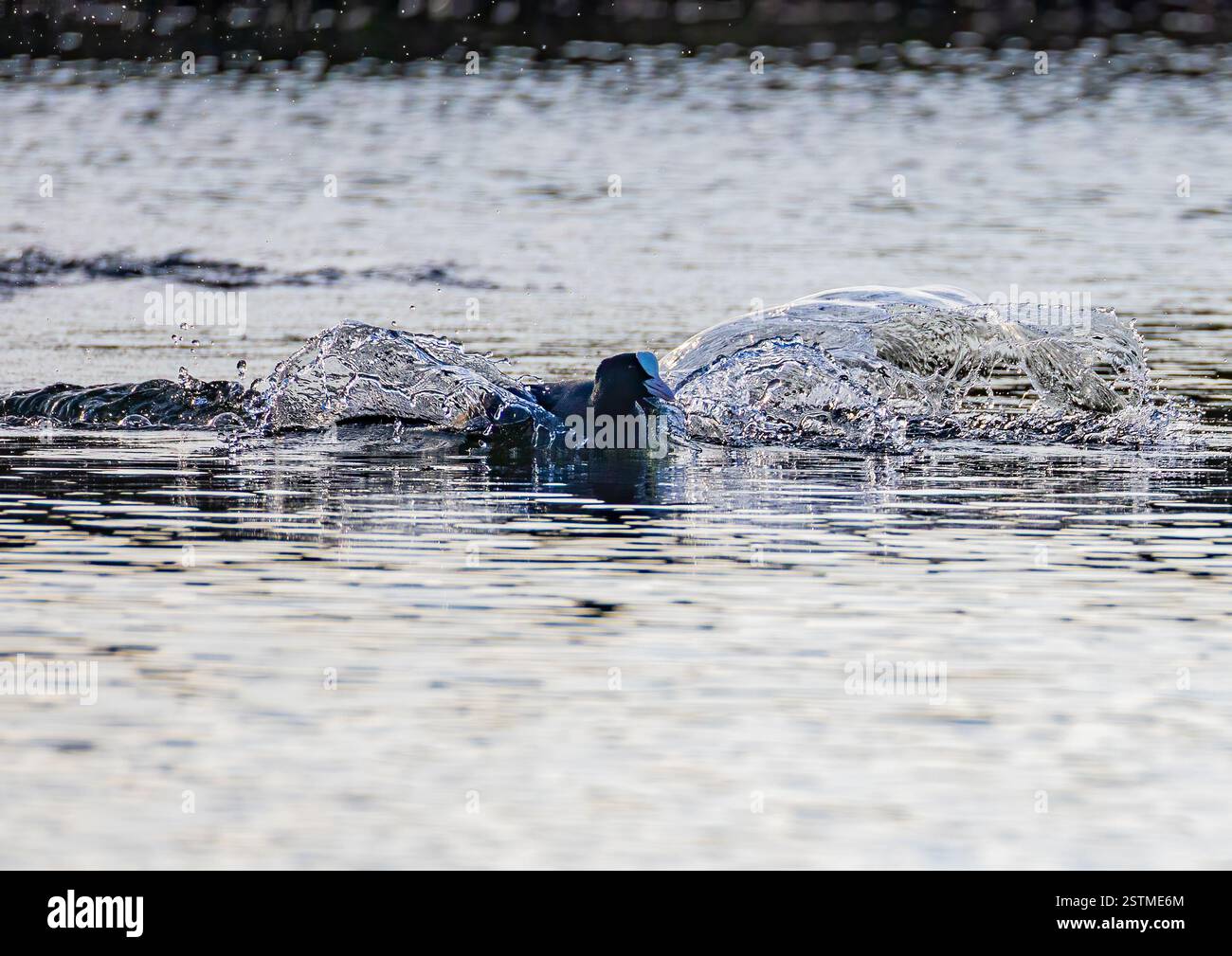 Action shot. A Coot (Fulica atra), creating a bow wave , whilst being ...