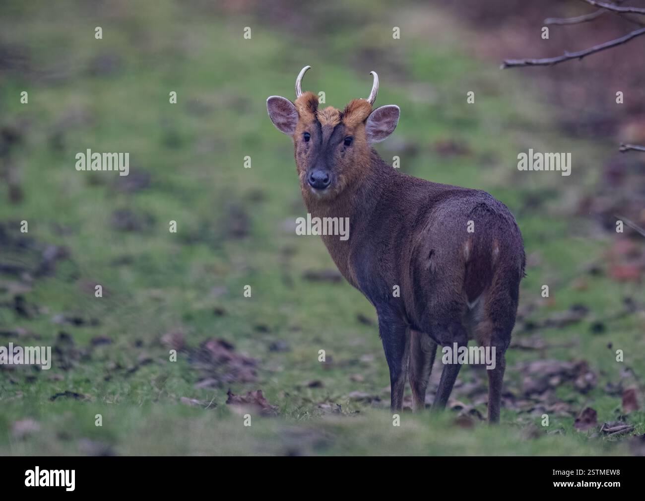 A cheeky male Reeves's muntjac ( Muntiacus reevesi ) with a set of ...