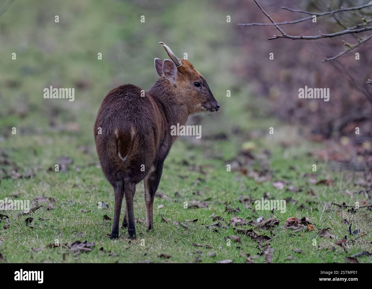 A cheeky male Reeves's muntjac ( Muntiacus reevesi ) with a set of ...