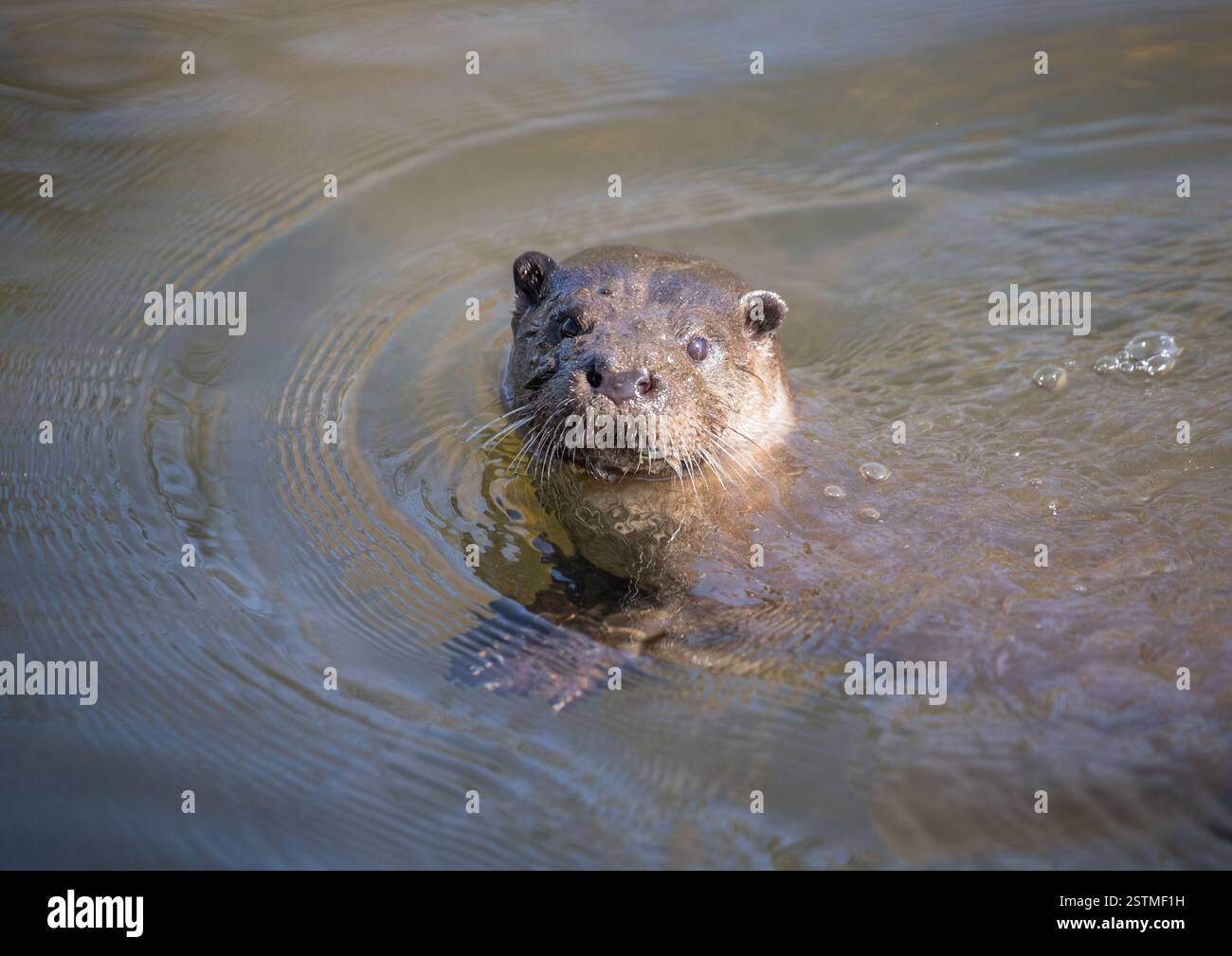 A beautiful Otter (Lutra lutra) looking straight at the camera, Showing ...