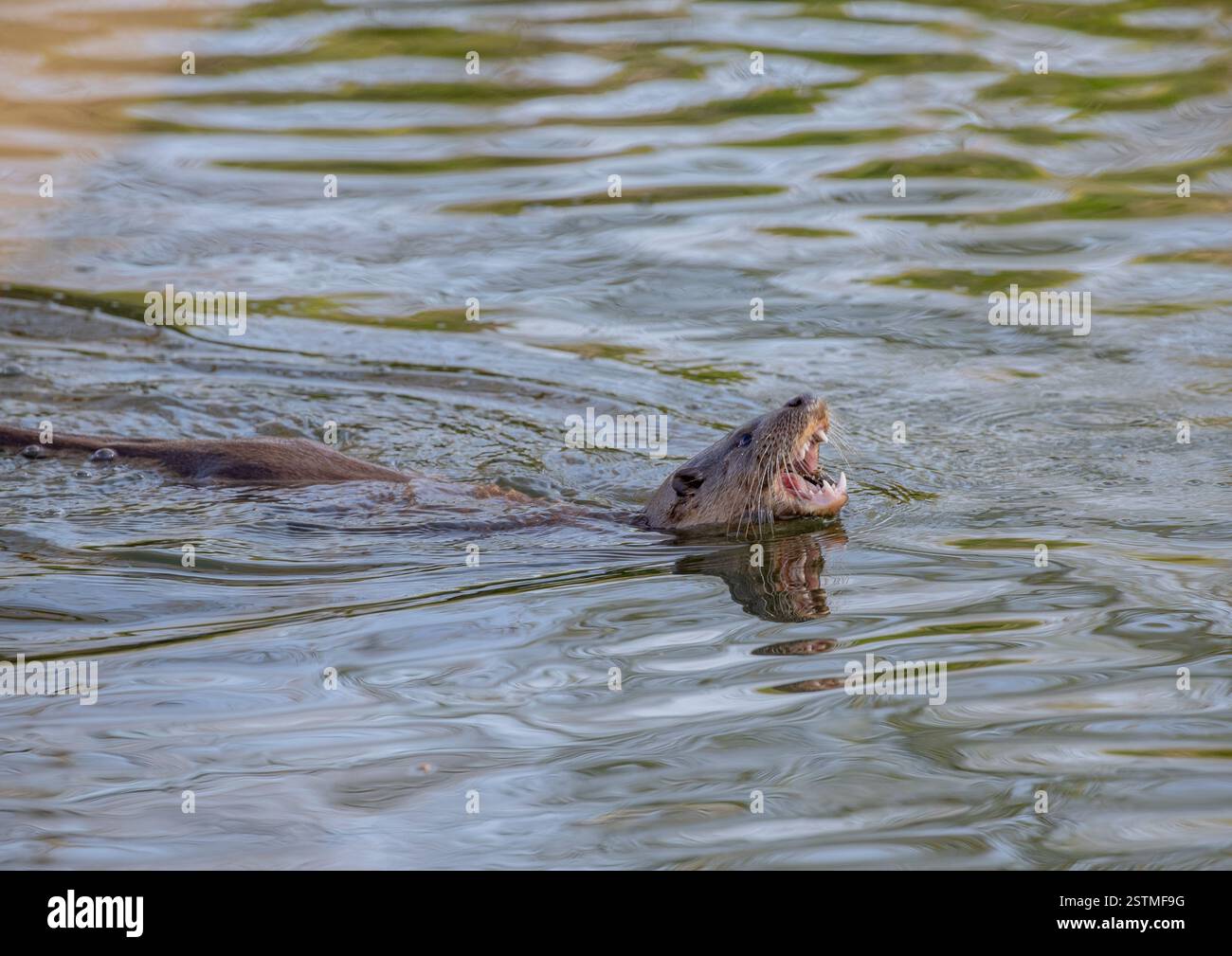 A beautiful Otter (Lutra lutra) swimming in the river. It's mouth open ...