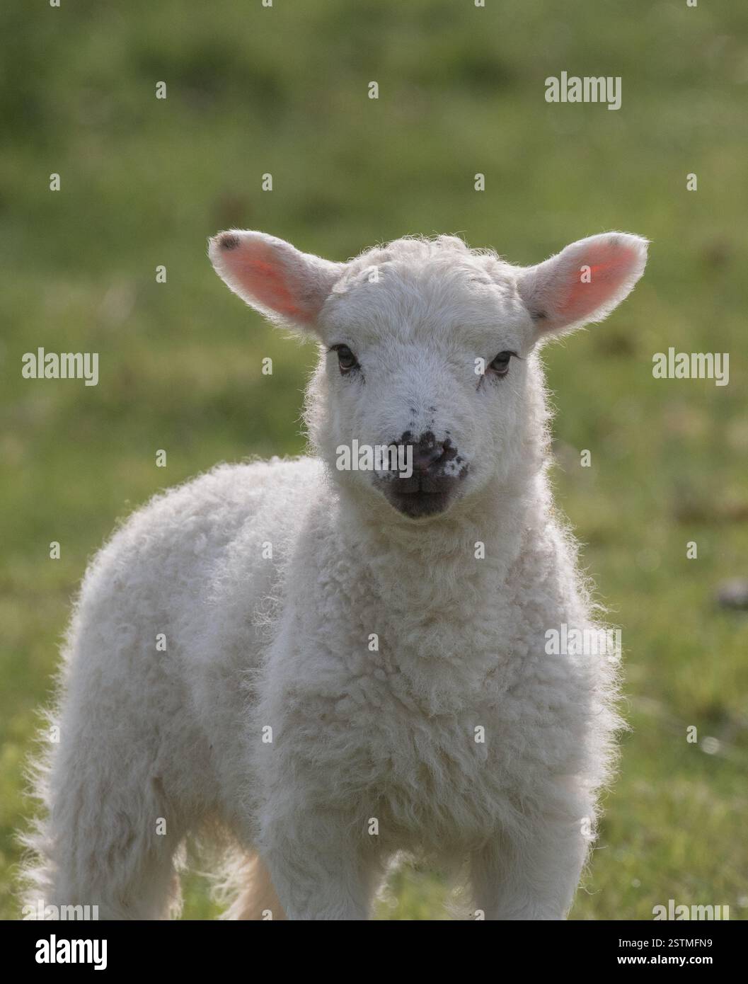 Signs of spring and cuteness overload. A little white wooly lamb with a ...
