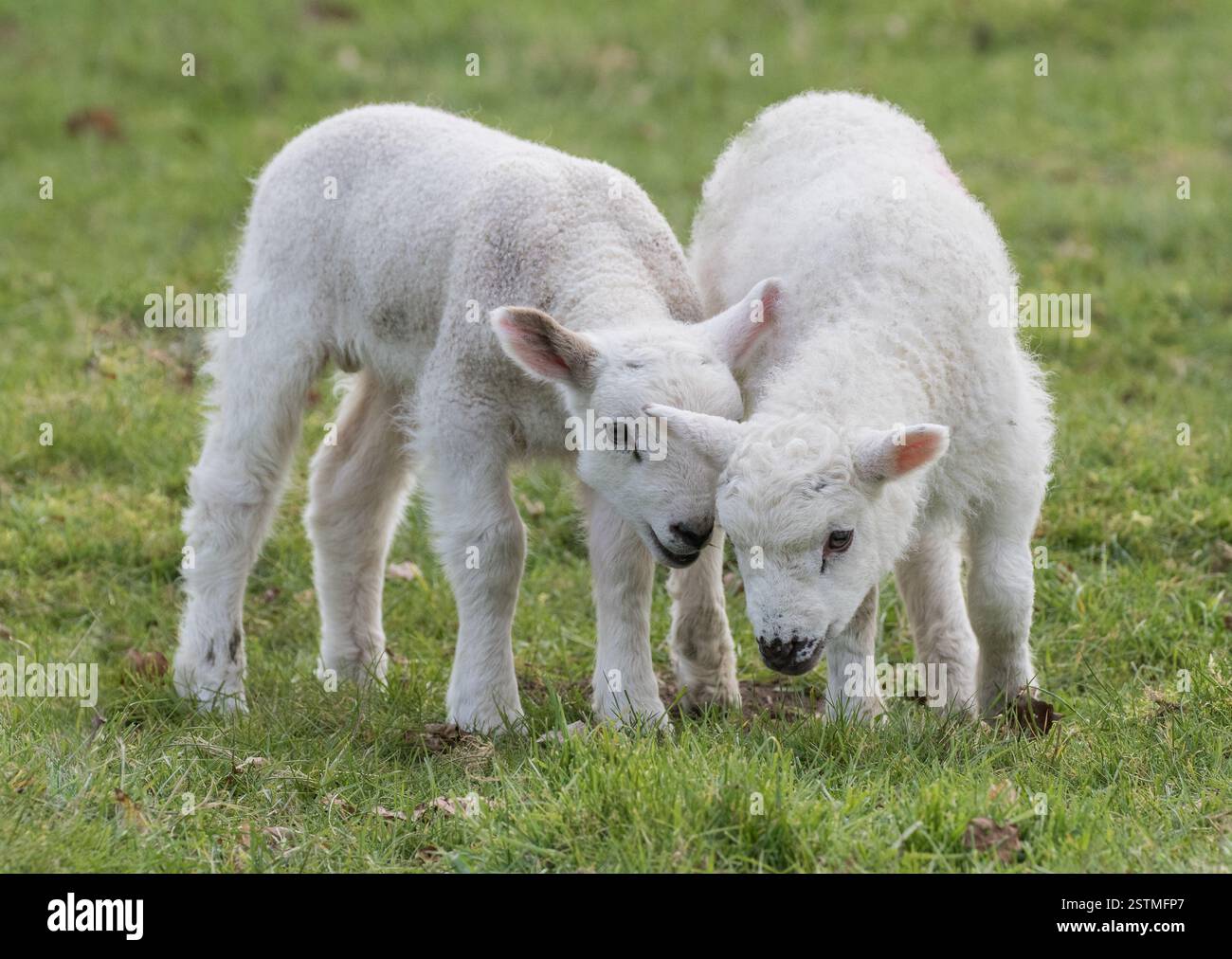 Double trouble. Two playful and mischievous lambs looking for their ...