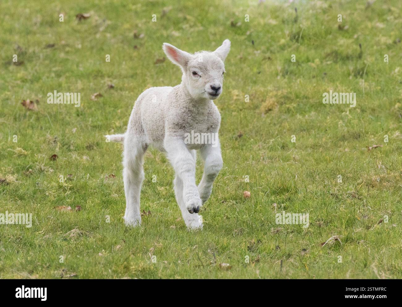 A very young spring lamb, running skipping and gambolling in a grassy ...