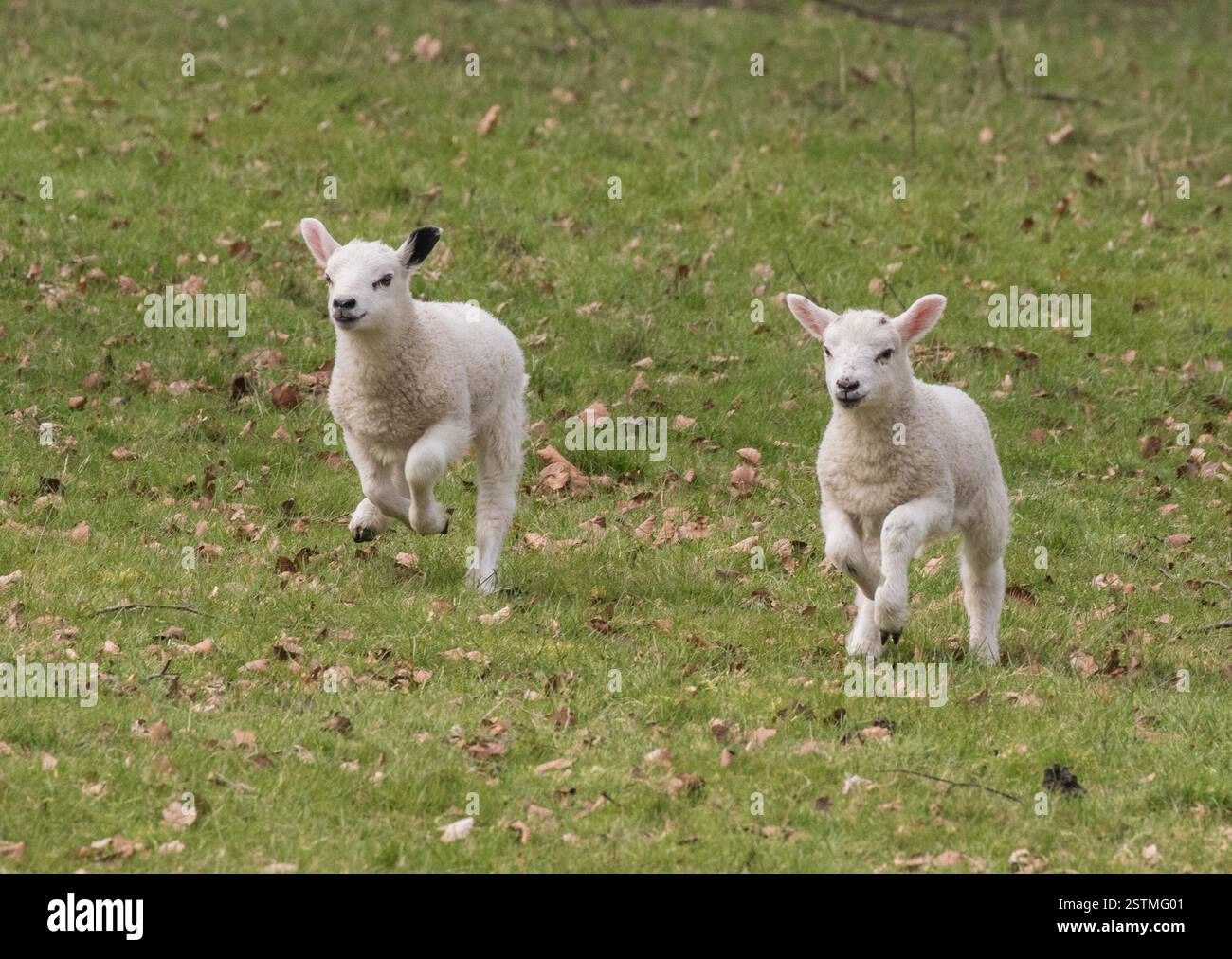 Skipping lambs uk hi-res stock photography and images - Alamy