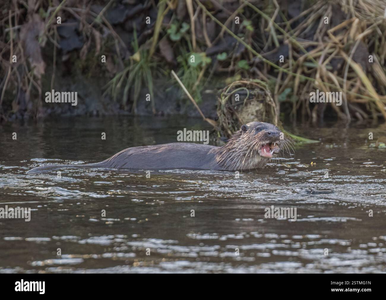 A beautiful Otter (Lutra lutra) beside the riverbank . Showing off it's ...