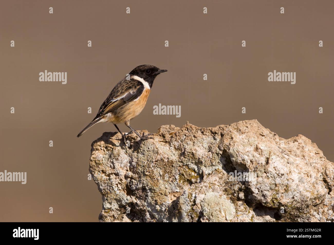 Male Common Stonechat in Spain in the winter Stock Photo - Alamy
