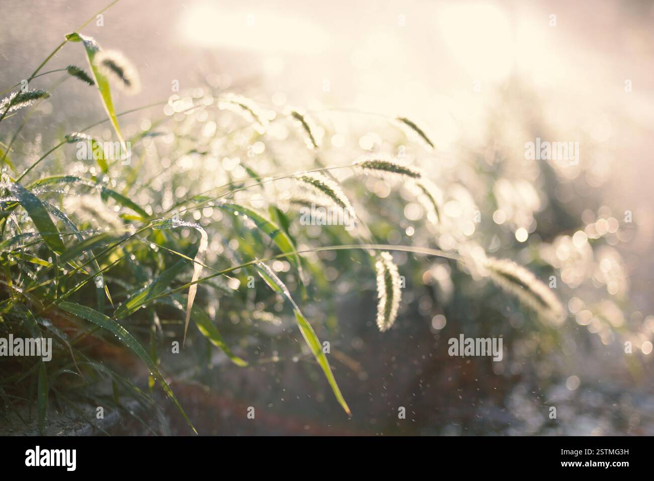 Water sprinkler spraying water over grass in garden on a hot summer ...
