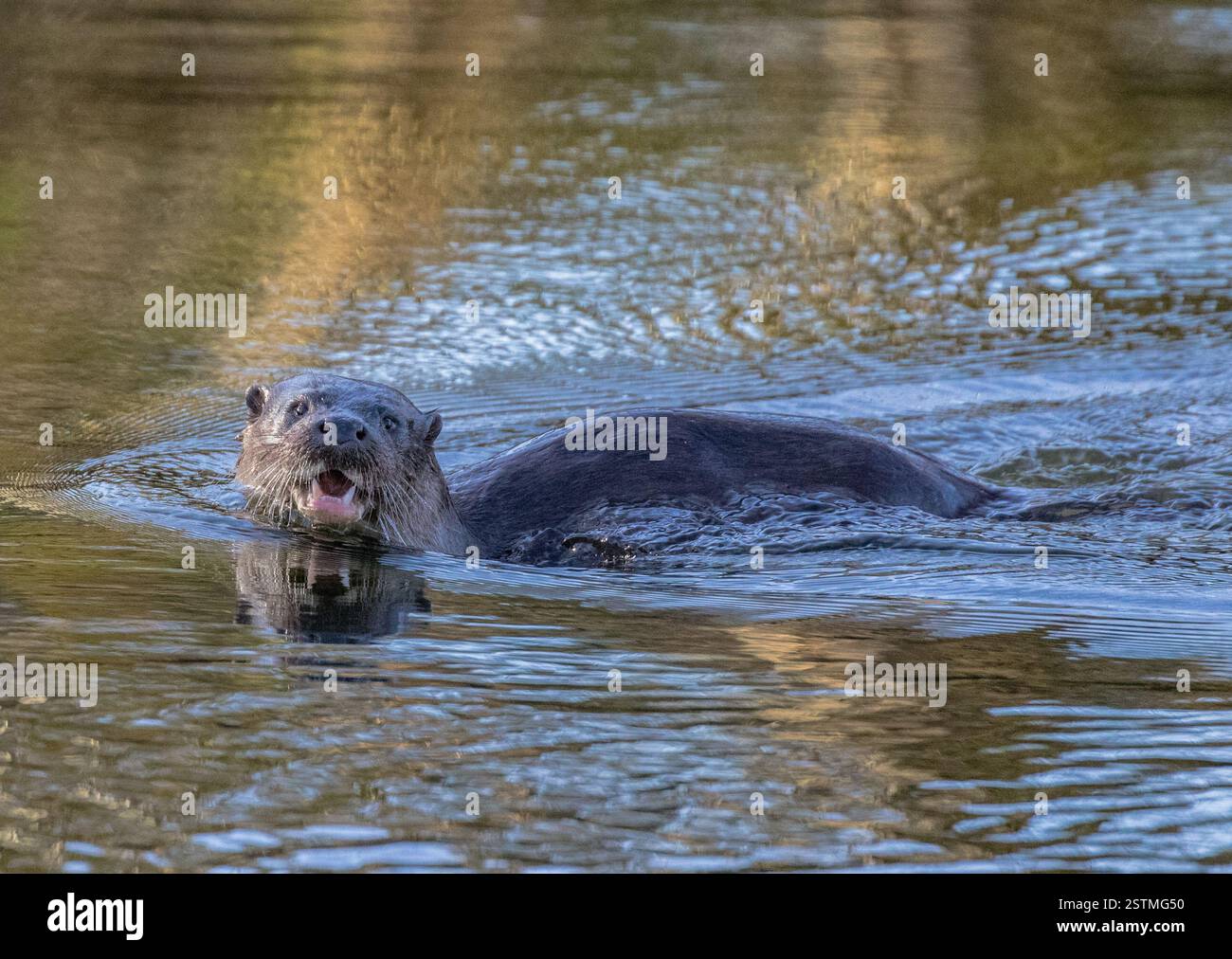 A beautiful Otter (Lutra lutra) swimming in a Suffolk River. Showing ...
