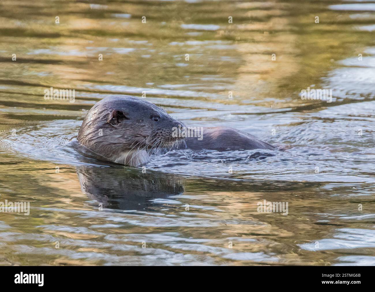 A beautiful sunlit Otter (Lutra lutra) happilly relaxing a Suffolk ...