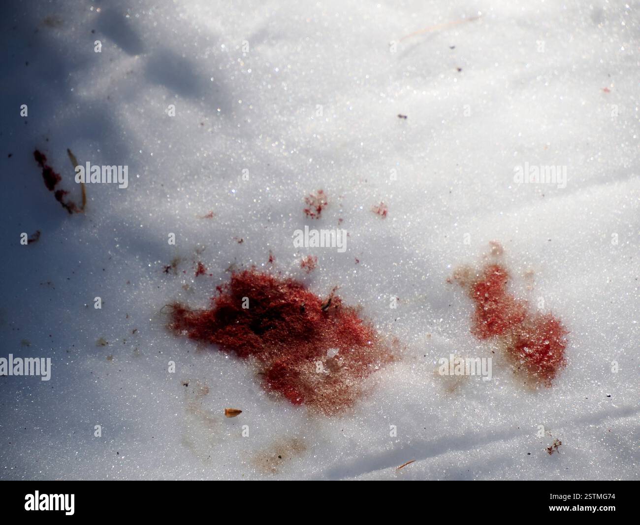 Blood on the tracks hi-res stock photography and images - Alamy