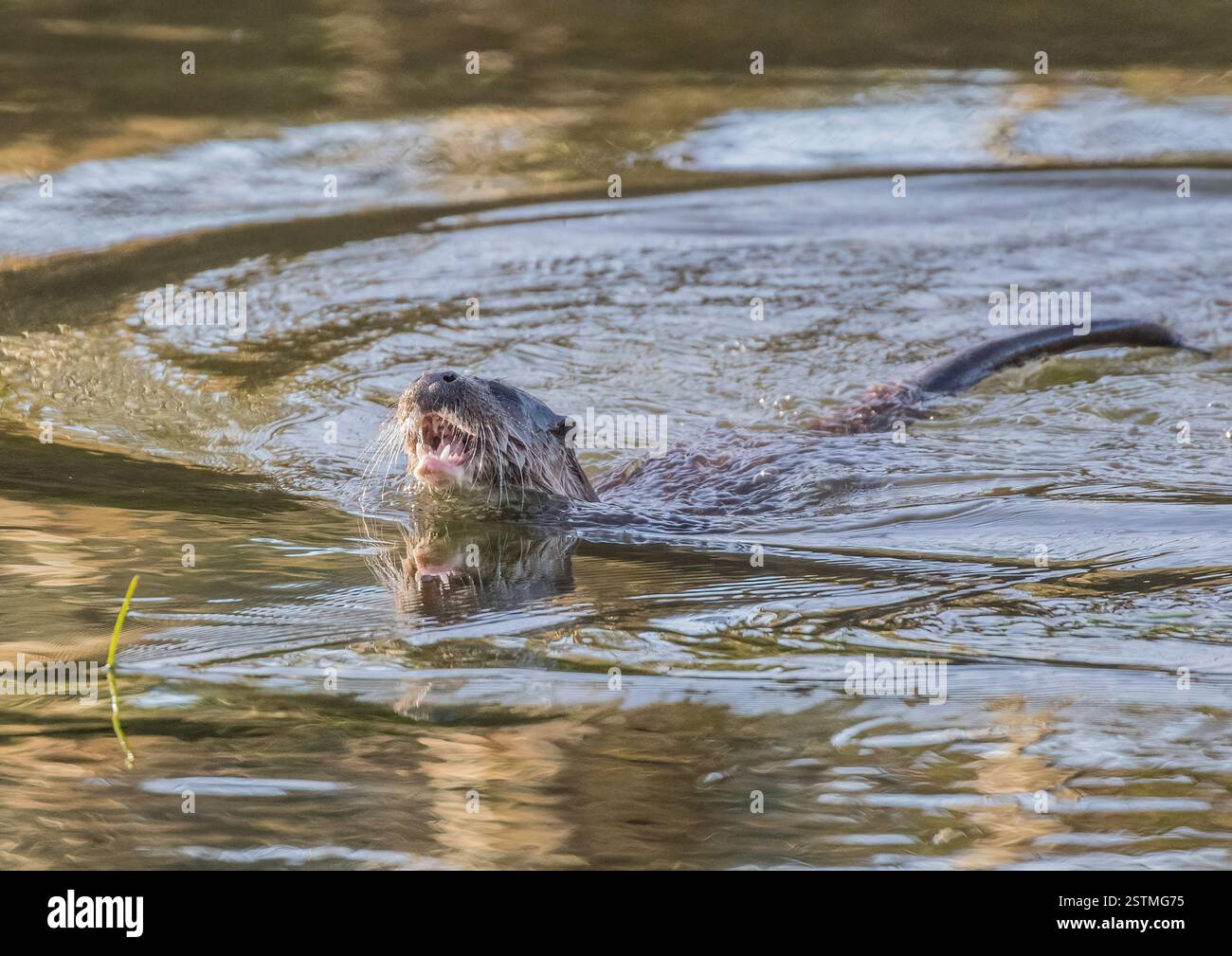 A beautiful Otter (Lutra lutra) swimming in the river. It's mouth open ...