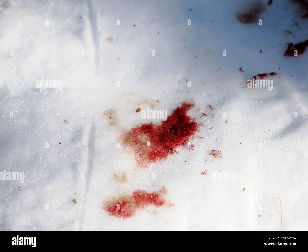 Blood on the tracks hi-res stock photography and images - Alamy