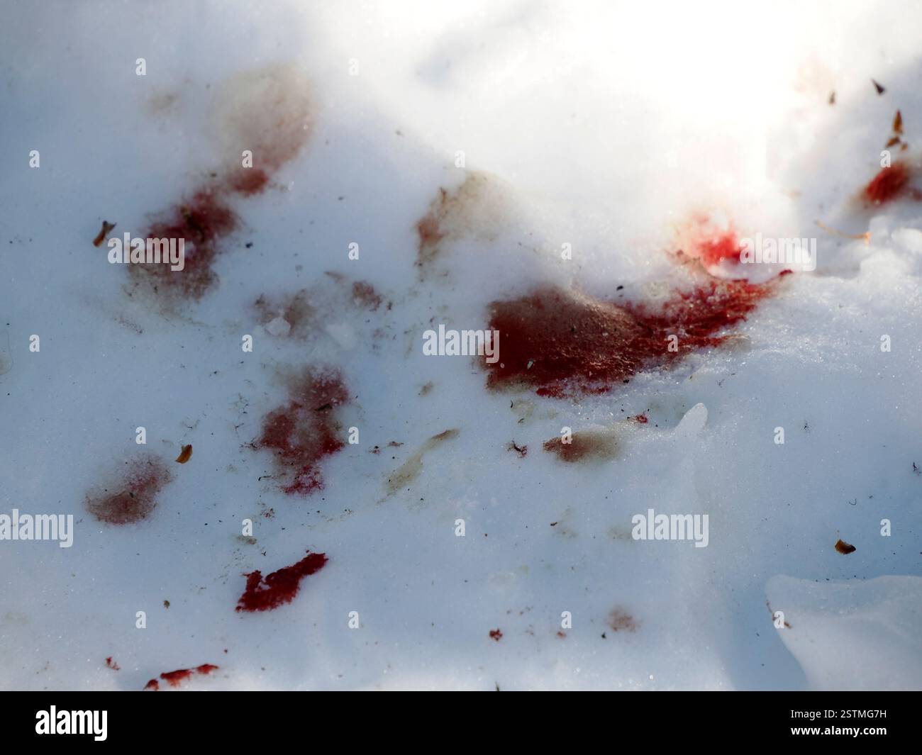 red Blood tracks on the snow detail Stock Photo - Alamy