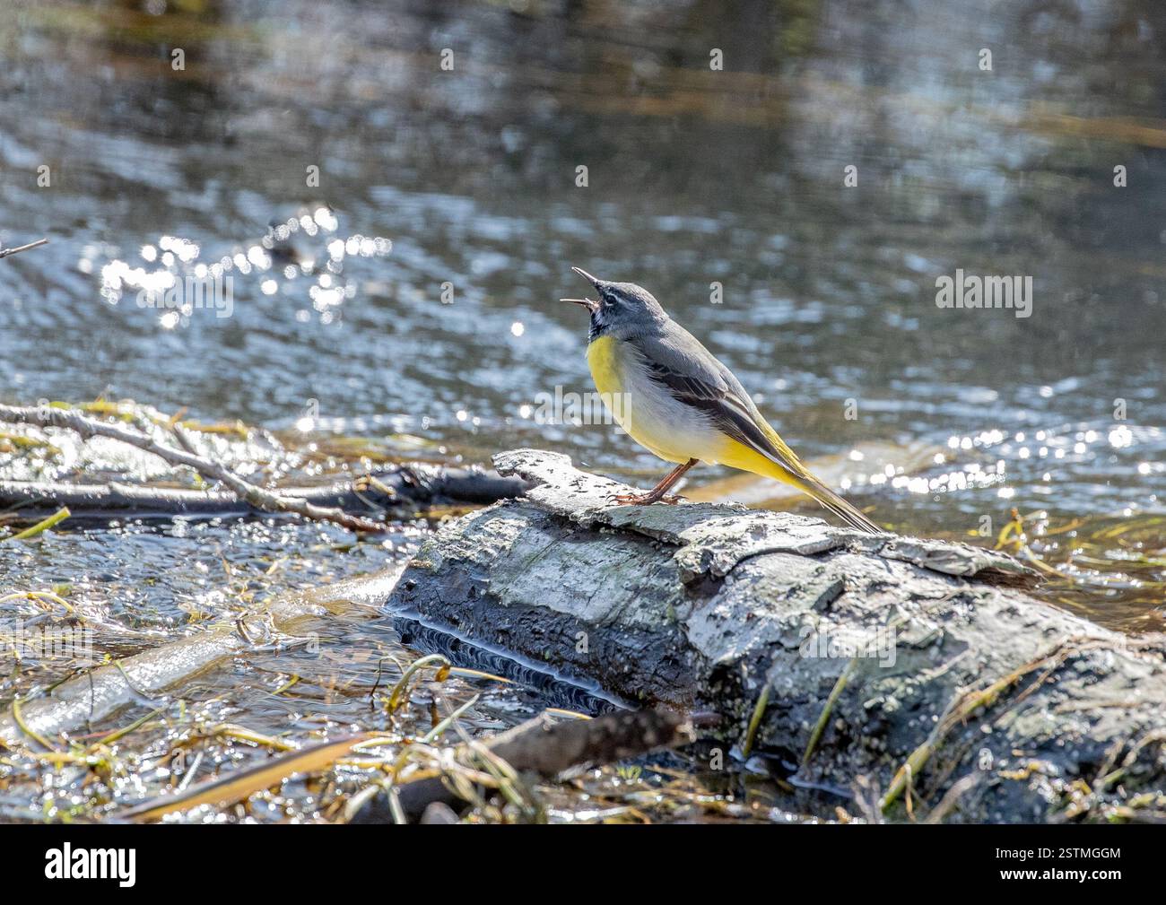 A colourful Grey Wagtail (Motacilla cinerea) perched on a log, floating ...