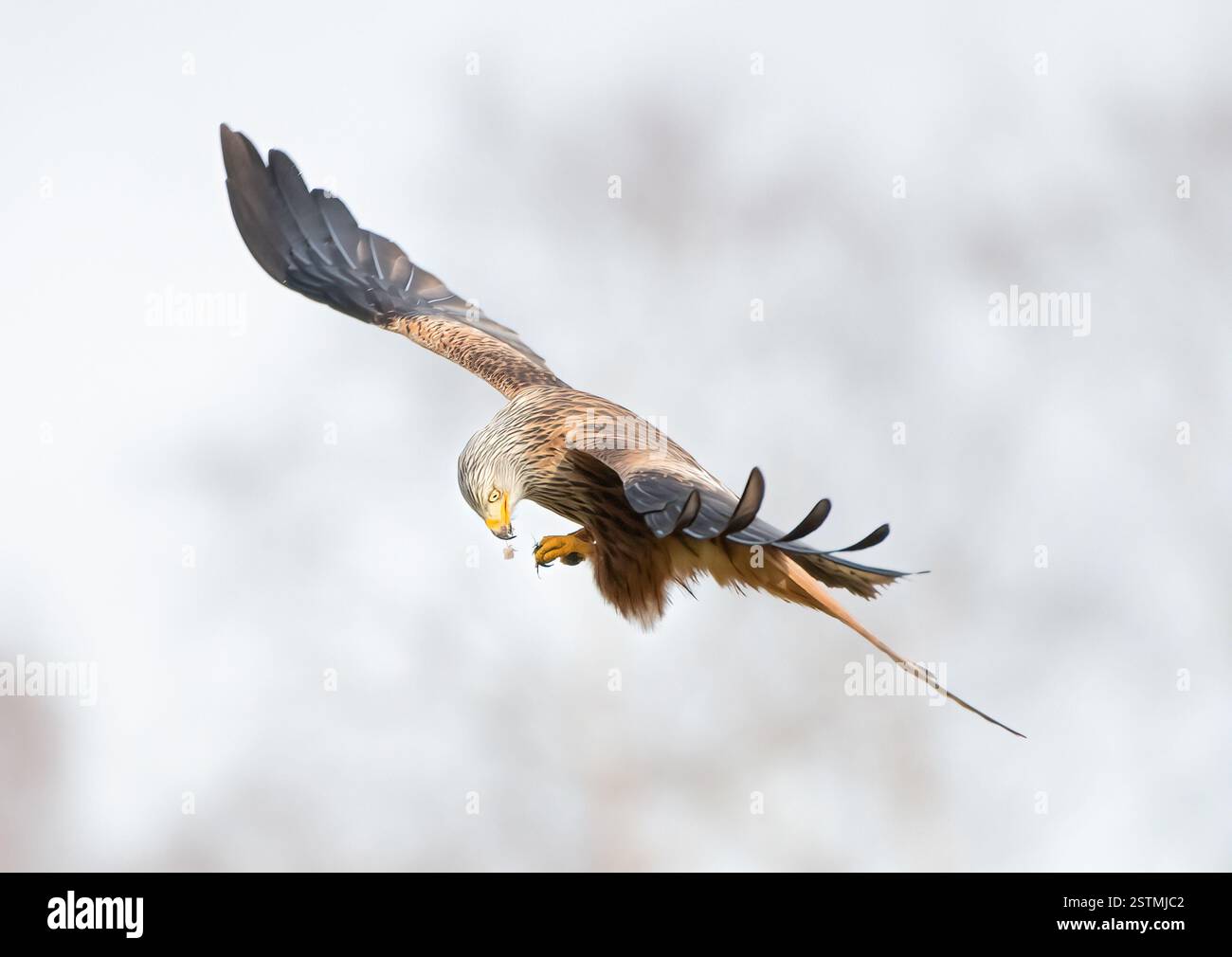 In flight hi hi-res stock photography and images - Alamy
