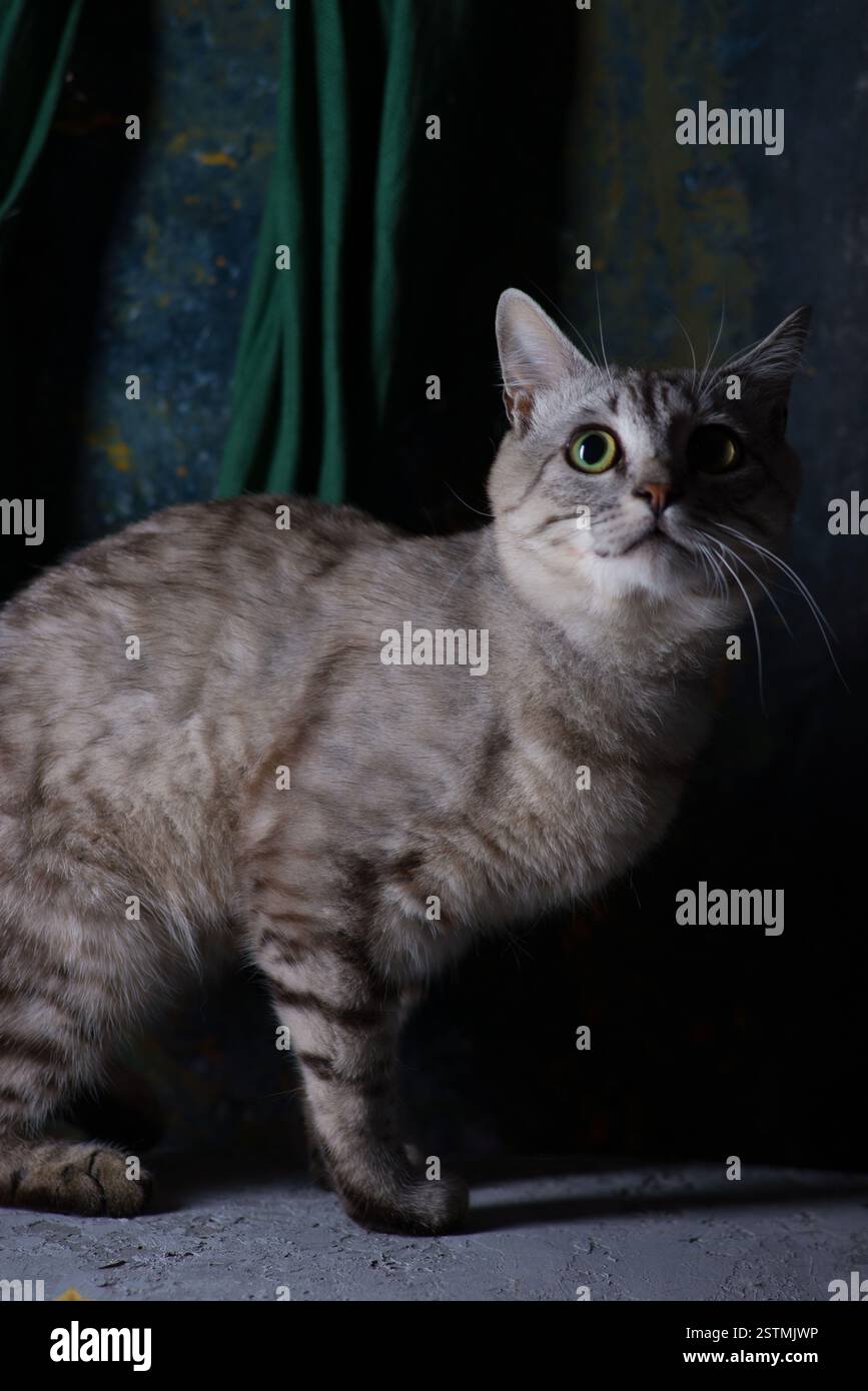 gray tabby cat in dramatic style Stock Photo - Alamy