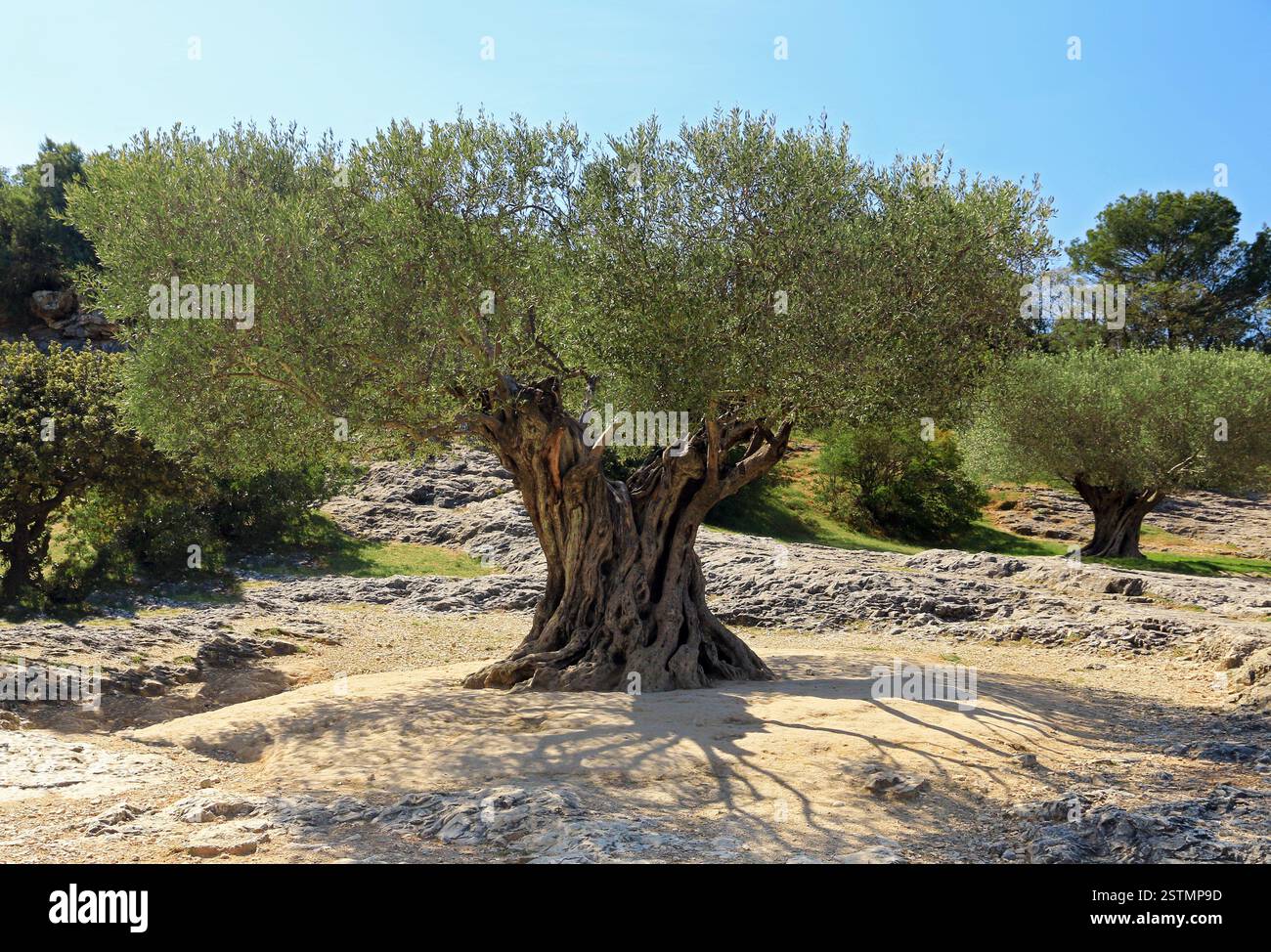 Beautiful ornamental and thousand-year-old olive tree Stock Photo - Alamy