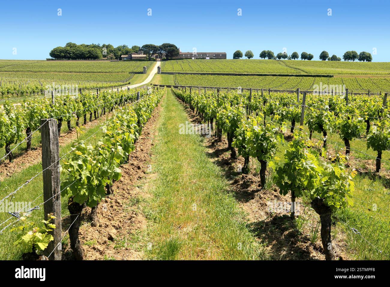 Spring viticulture fruit tree hi-res stock photography and images - Alamy