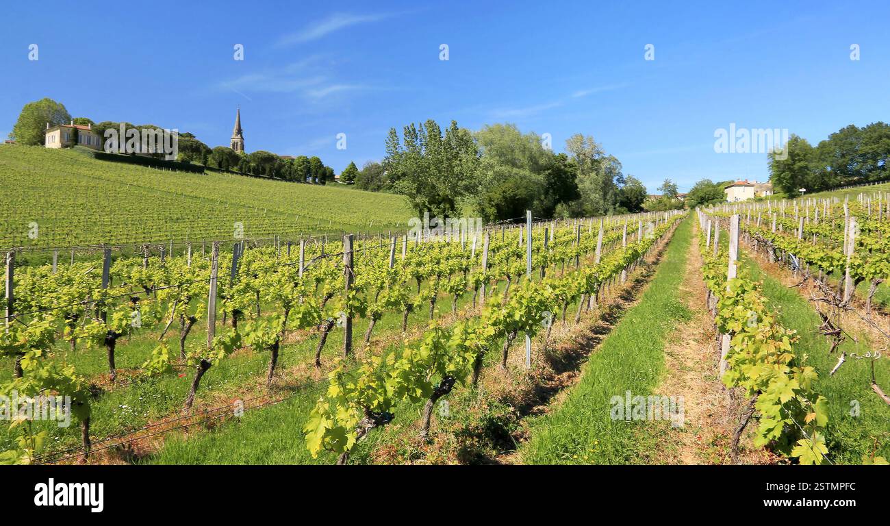 Bordeaux summer wine hi-res stock photography and images - Alamy