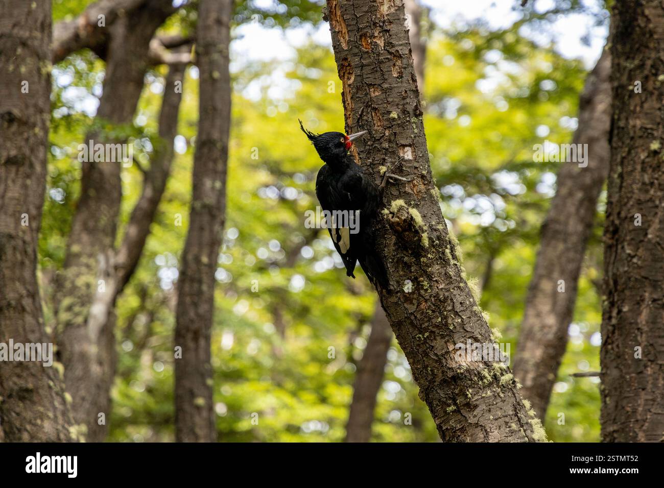 Woodpecker bird in the wild nature sitting on a tree. Red head feather ...