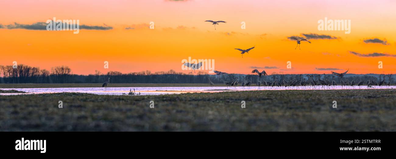 Cranes in dead water hi-res stock photography and images - Alamy